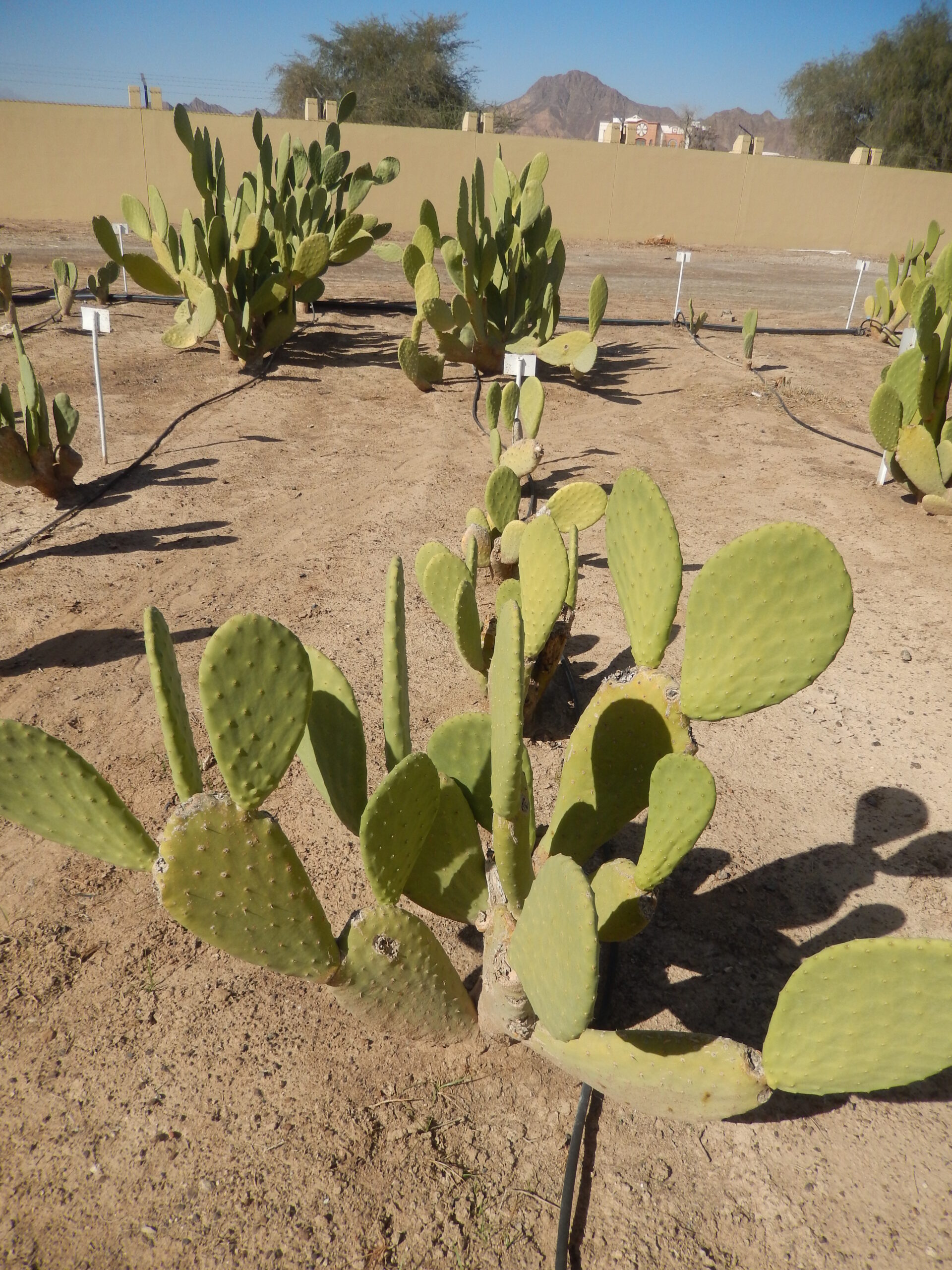 oman | CactusNet