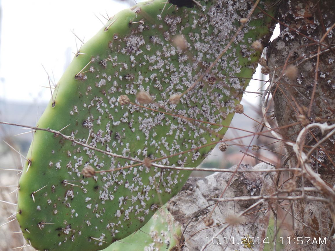 Cottony Cochineal Insect | CactusNet